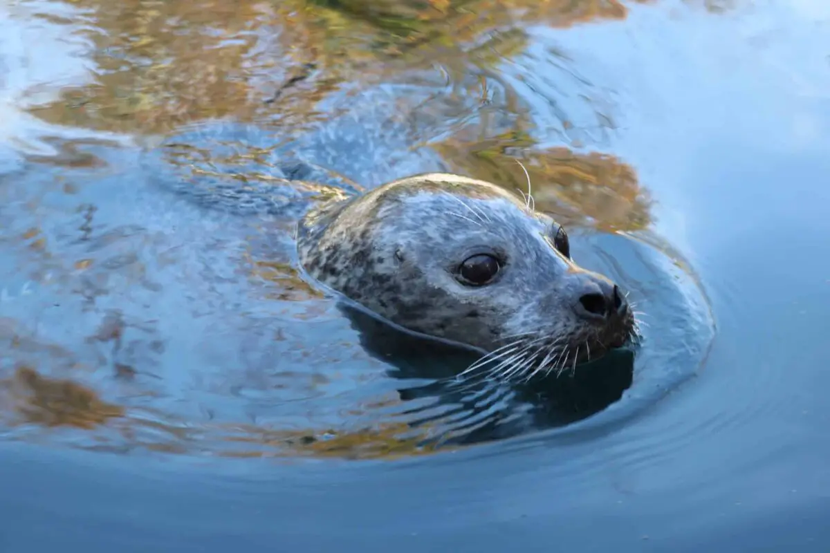 Zwei neue Seehunde im Osnabrücker Zoo: Vigga und Selina kommen aus ...